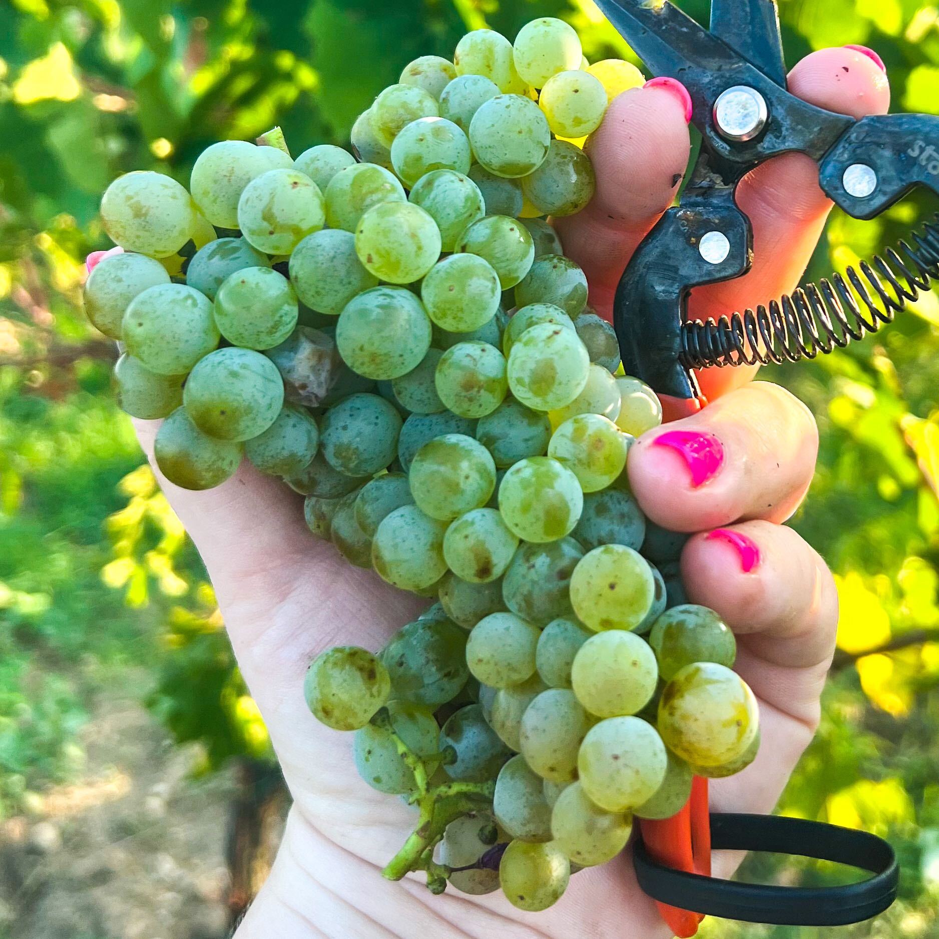 Savagnin from Jura | MORE Natural Wine